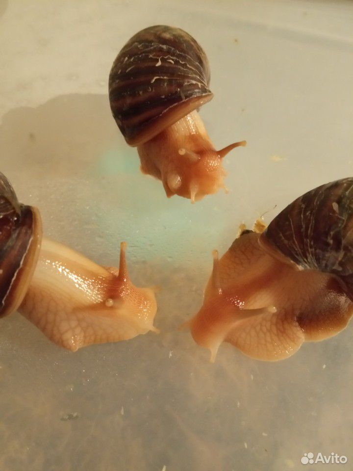 Улитка Ахатина Иммакулята