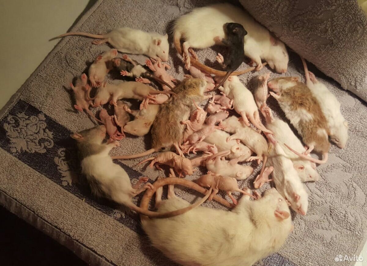 Крысята кормовые крыс голыши