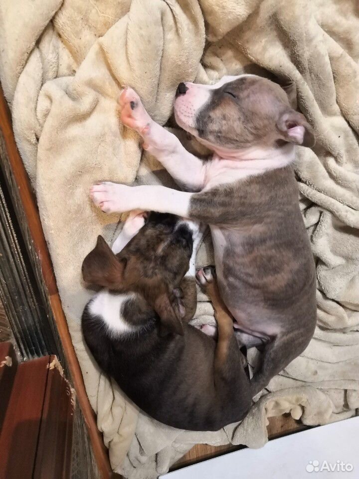 Стаффордширский терьер