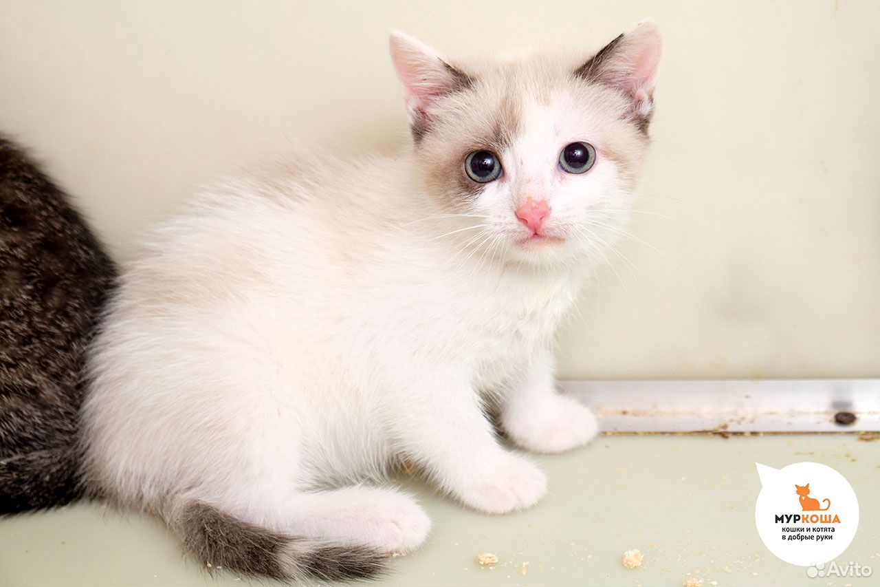 Маленькая принцесса Плюшка