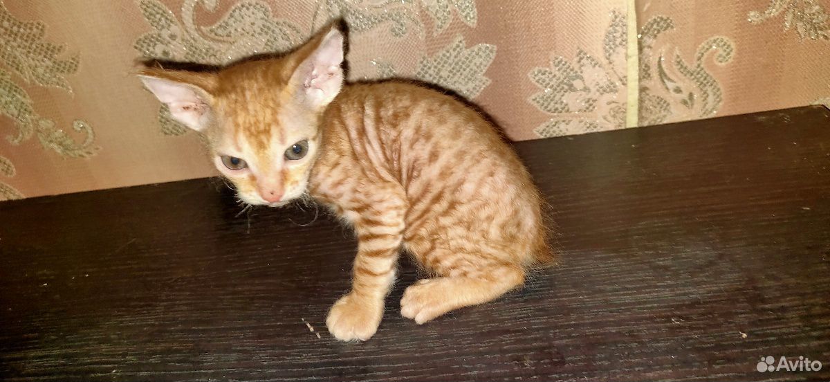 Сфинкс-браш