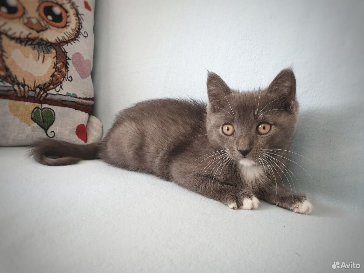 Эффектная красавица-кошечка. 3 месяца