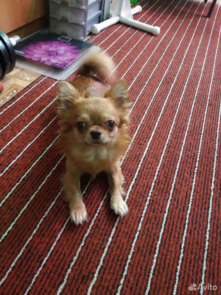 Вязка Чихуахуа