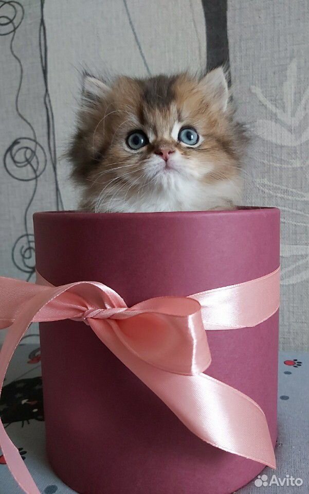 Золотые бриташки