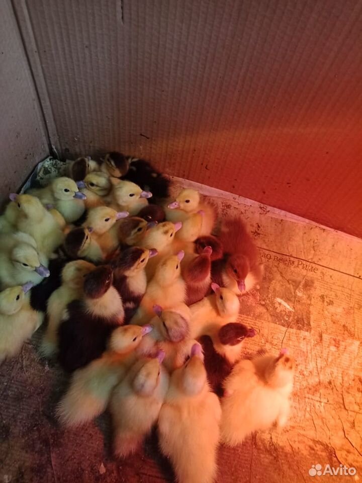 Утята мусскусных уток