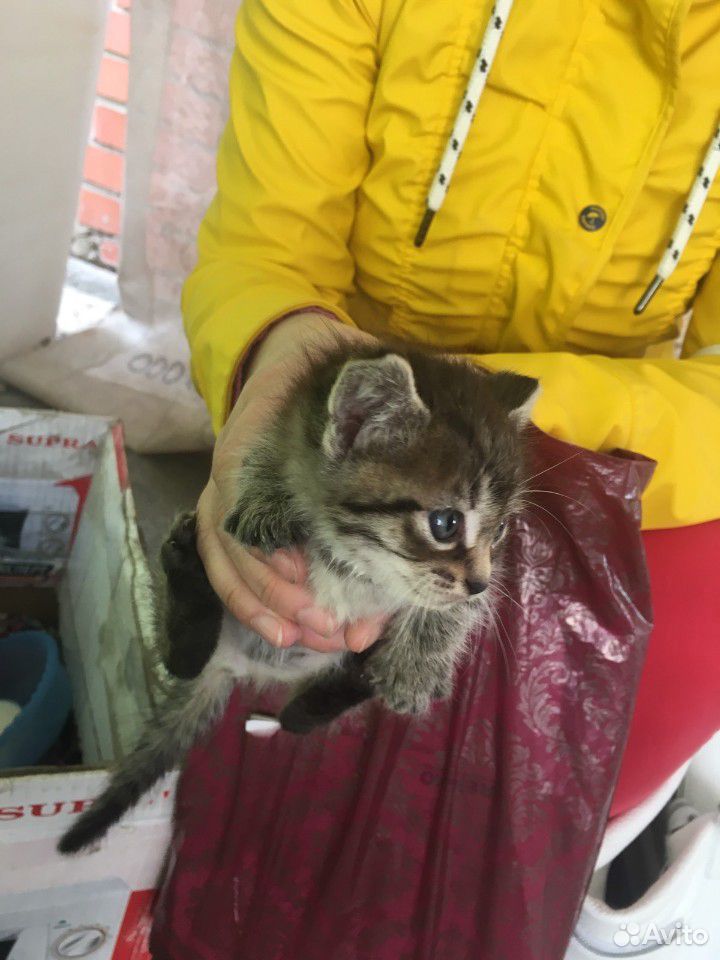 Кошка