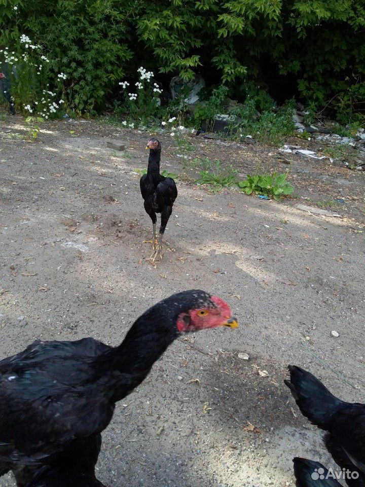 Куры О Шамо 3месяца