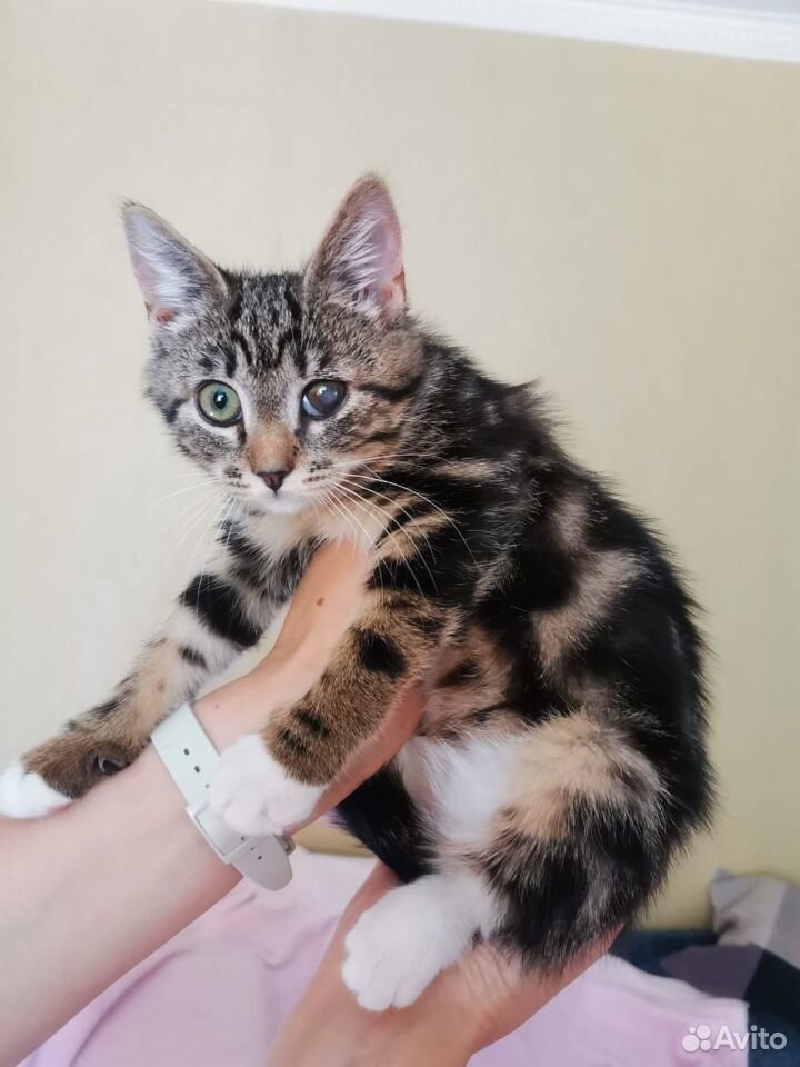 Котёнок девочка 4 месяца