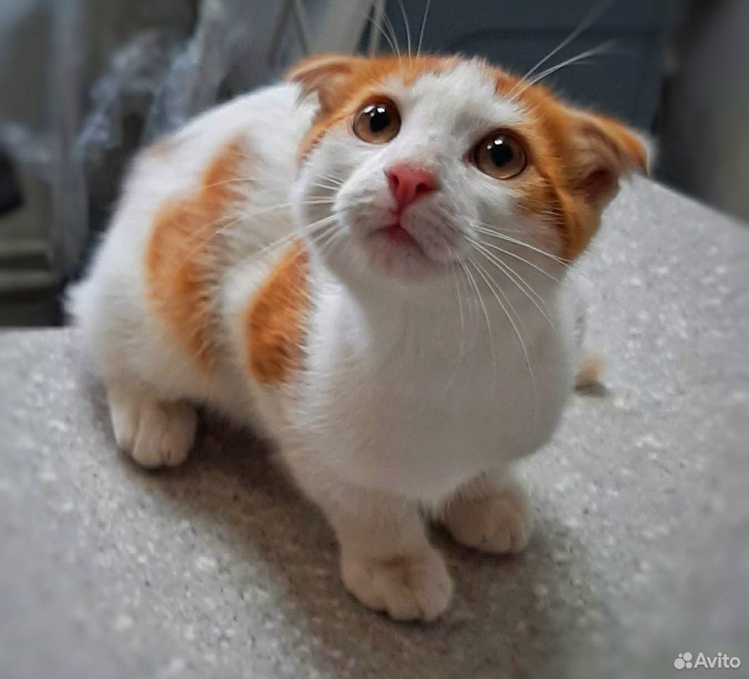 Котёнок
