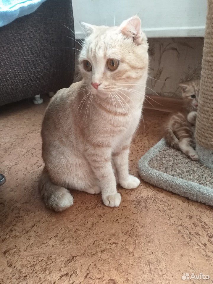 Кошка