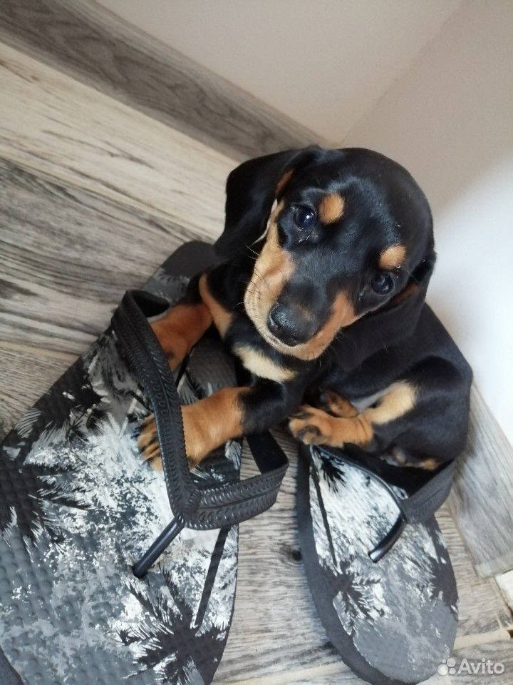 Щенок таксы