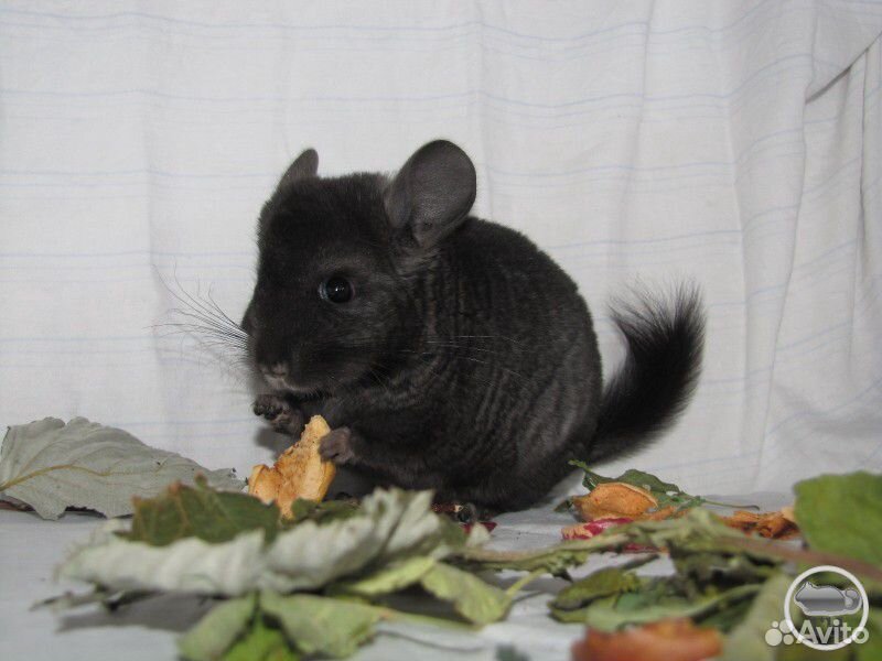 Шиншилла экстра дарк (мальчик)