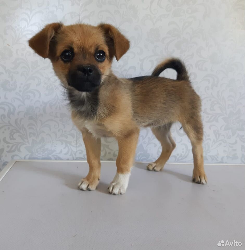 Ищет дом щенок мелкой Собачки Пуговка