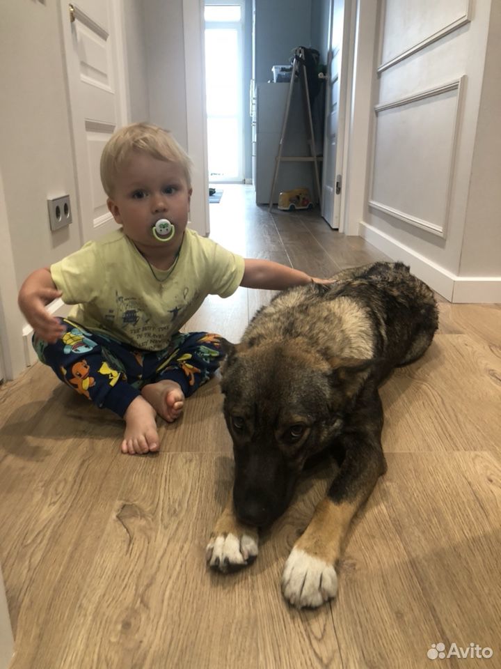 Отдам собаку в добрые руки