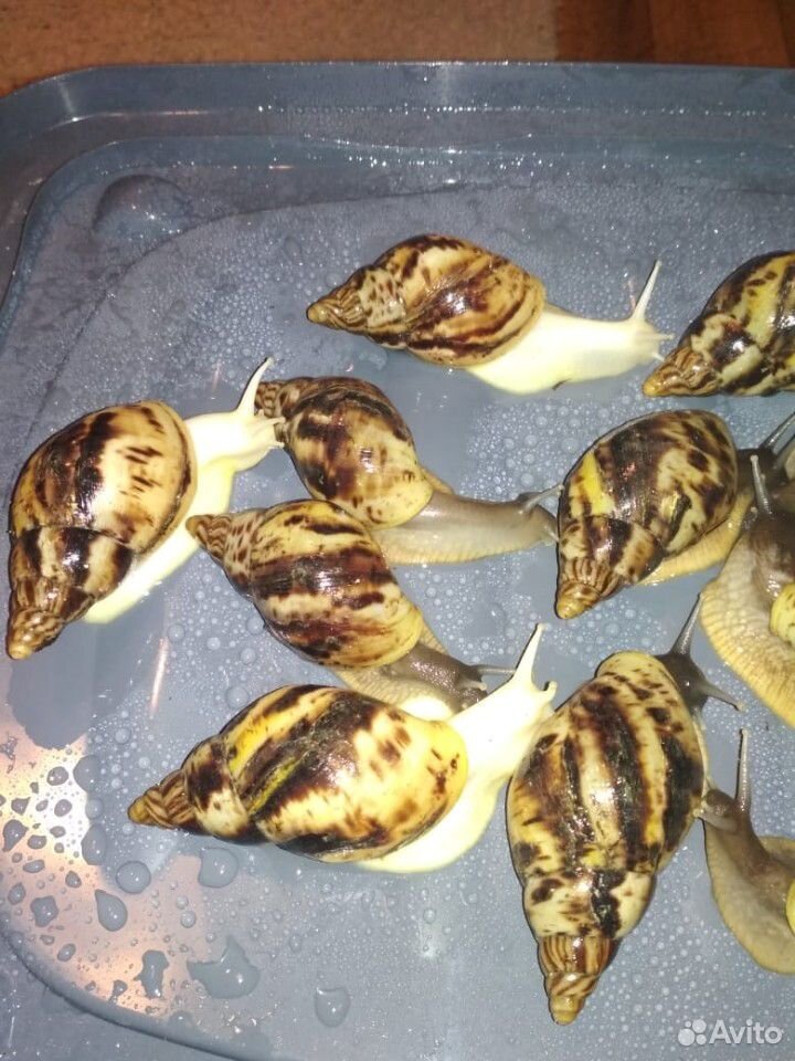 Улитка ахатина