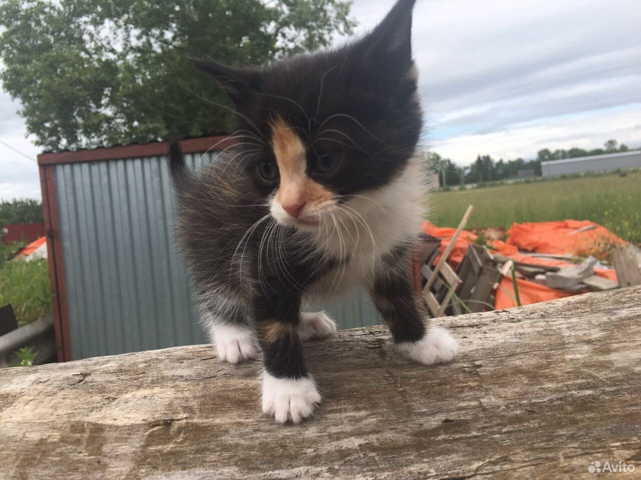 Котята: 1,5 месяца 4 девочки и черный кот