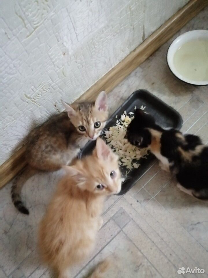 Котятки