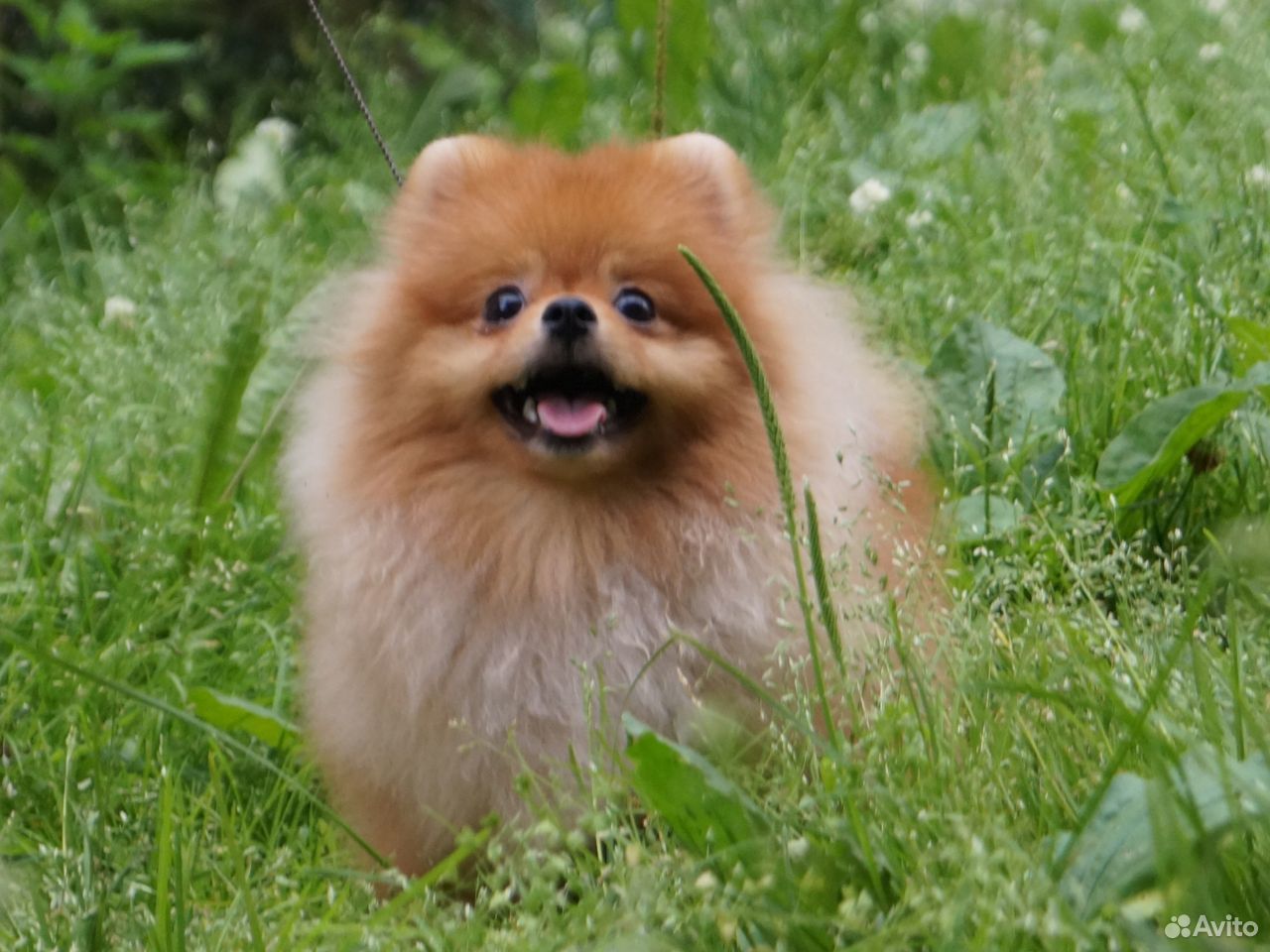 Шпиц. Мальчик, 7 месяцев (миниатюра)