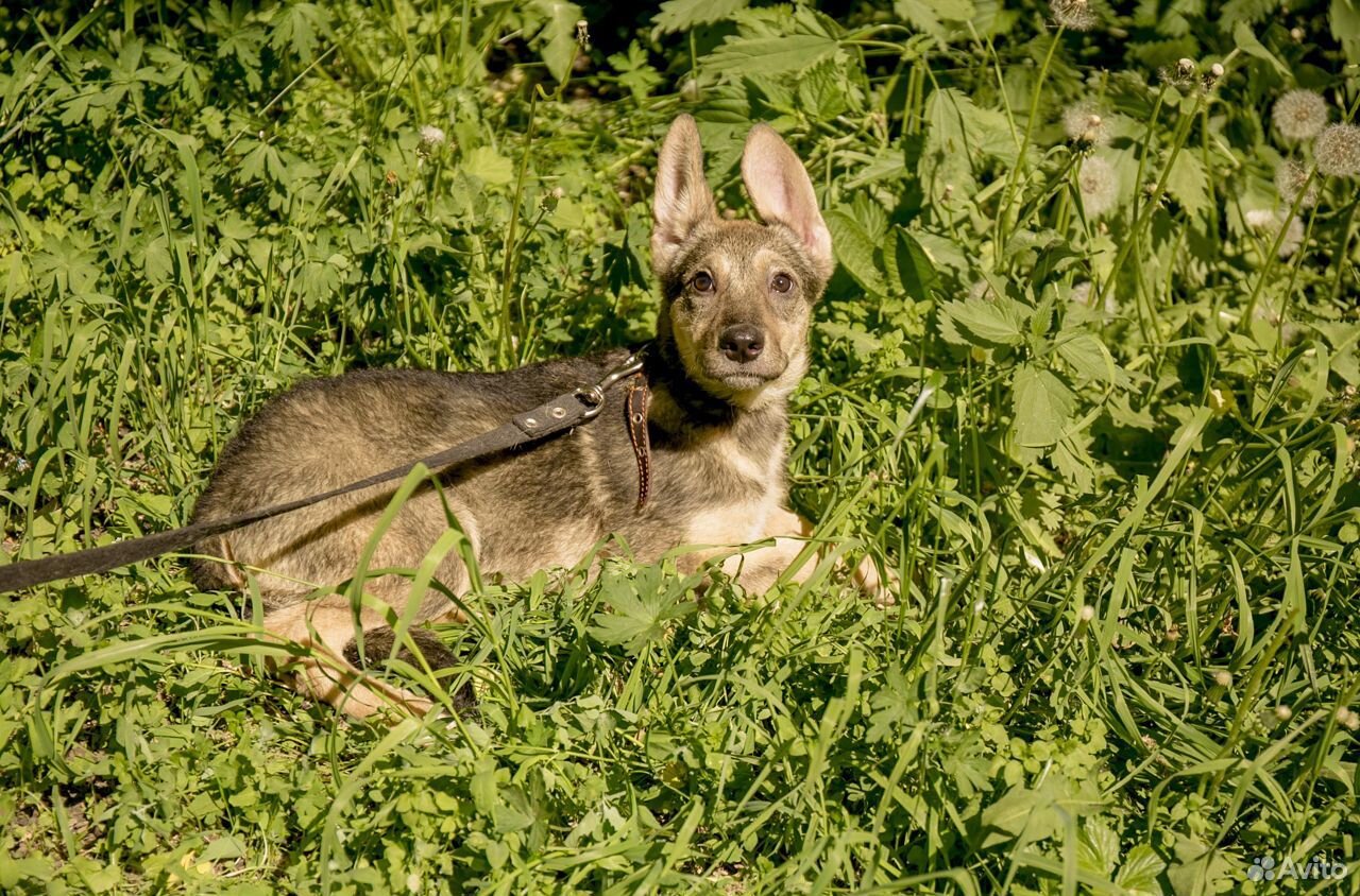Лилу - доброта спасет мир