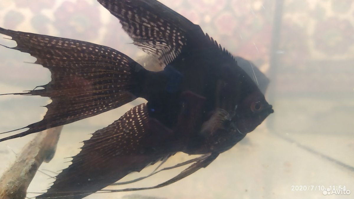 Скалярия бархат. Вуалевая. В наличии 3 шт