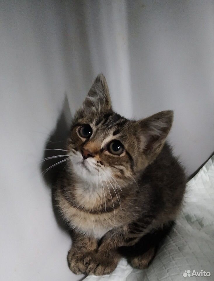 Котенок