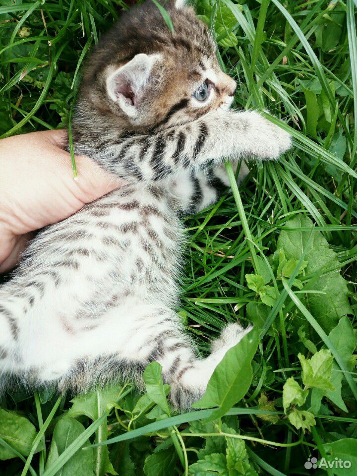 Европейская гладкошерстная