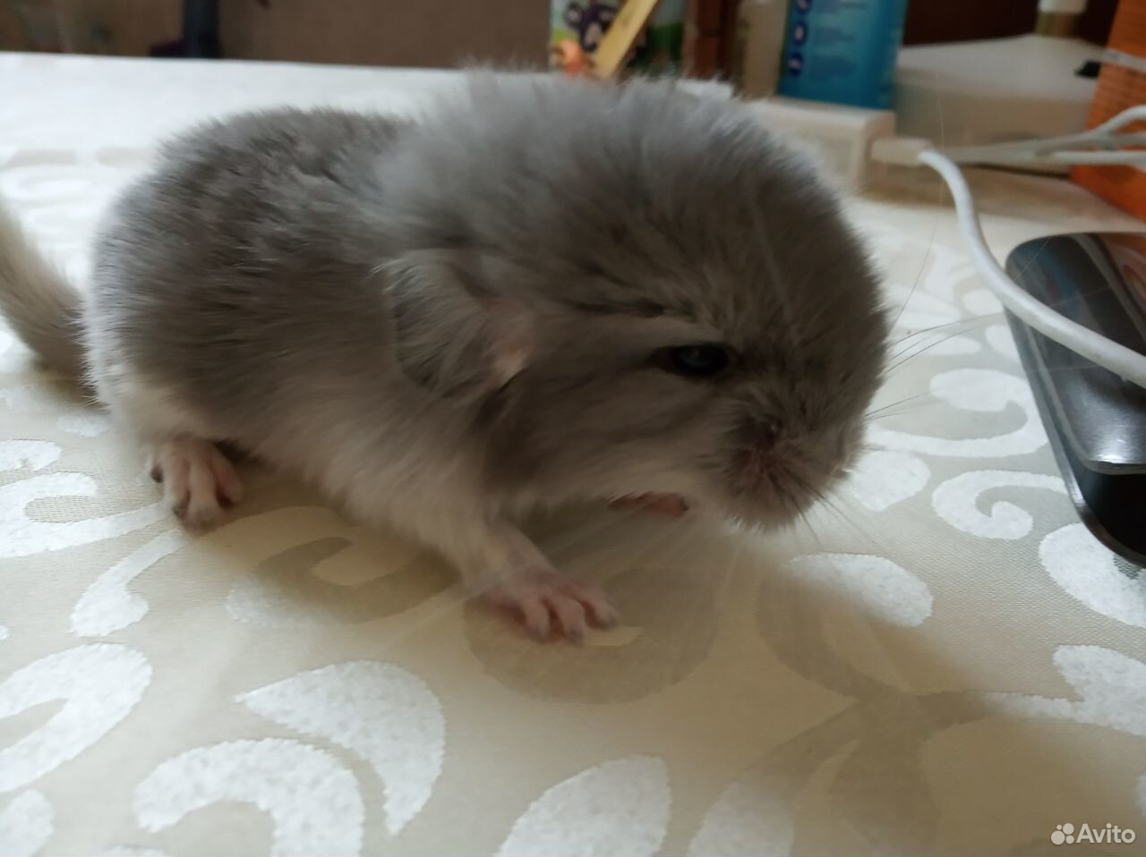 Девочки шиншилла фиолет носитель сапфира и ангоры