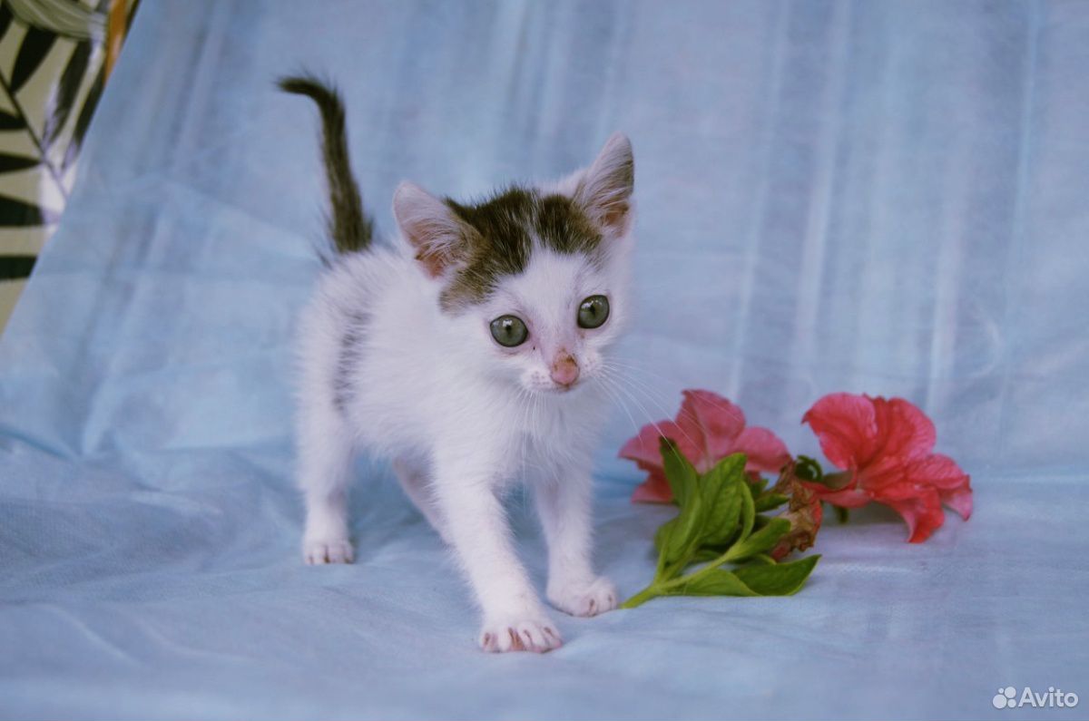 Отдам котенка