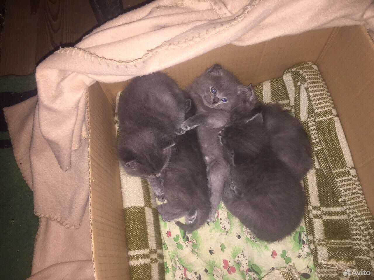 Продам котят британцев плюшевых
