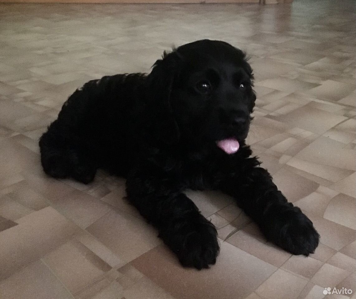 Кокер спаниель американский