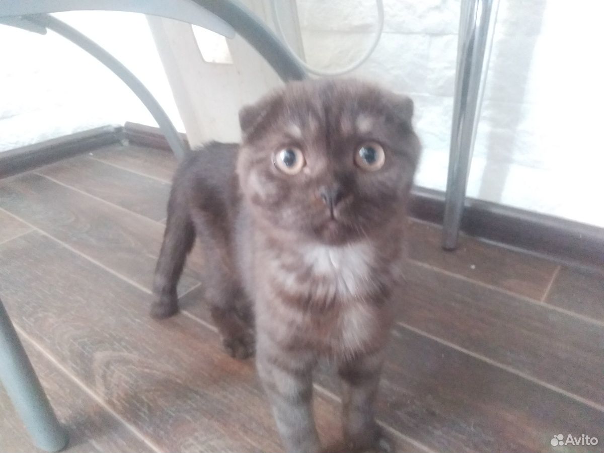 Шотландская