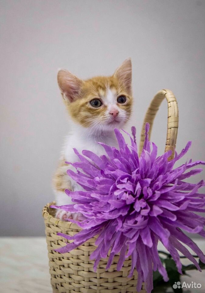 Маленький рыжий котенок
