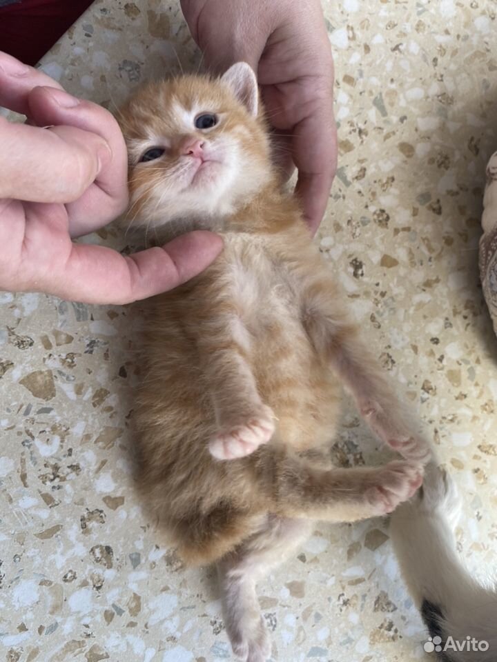 Котенок рыжий мальчик 1 мес
