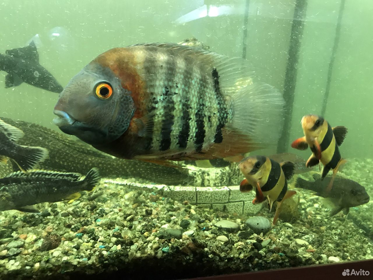 Северумы и боции клоун