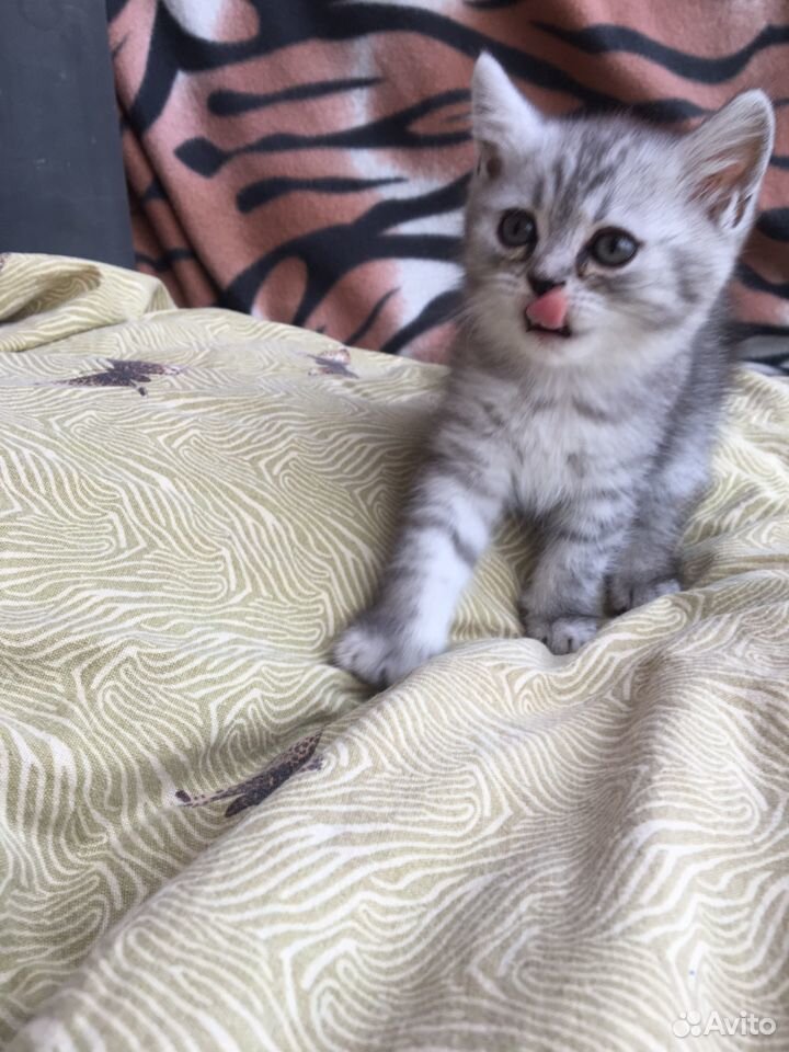 Шотландские котята