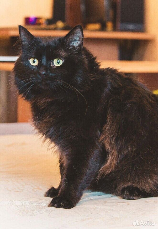 Кот Пуся