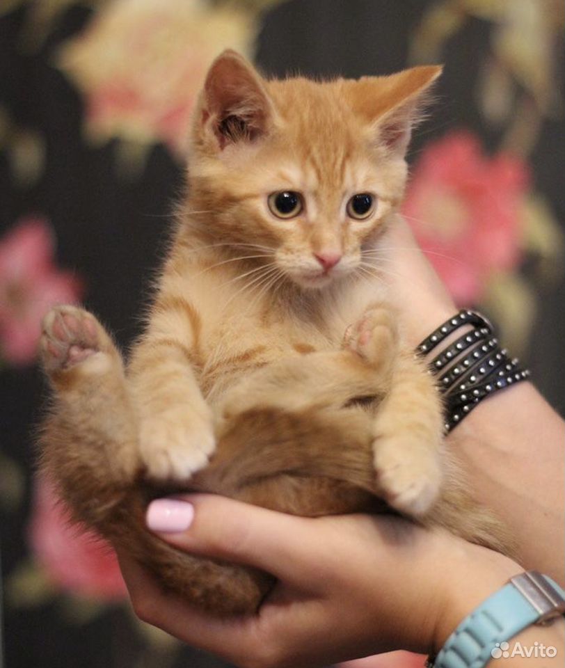 Прелестные рыжие котята 2 месяца в добрые руки
