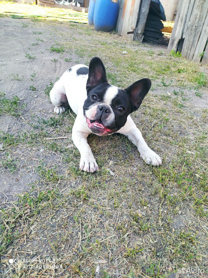 Продам Бульку