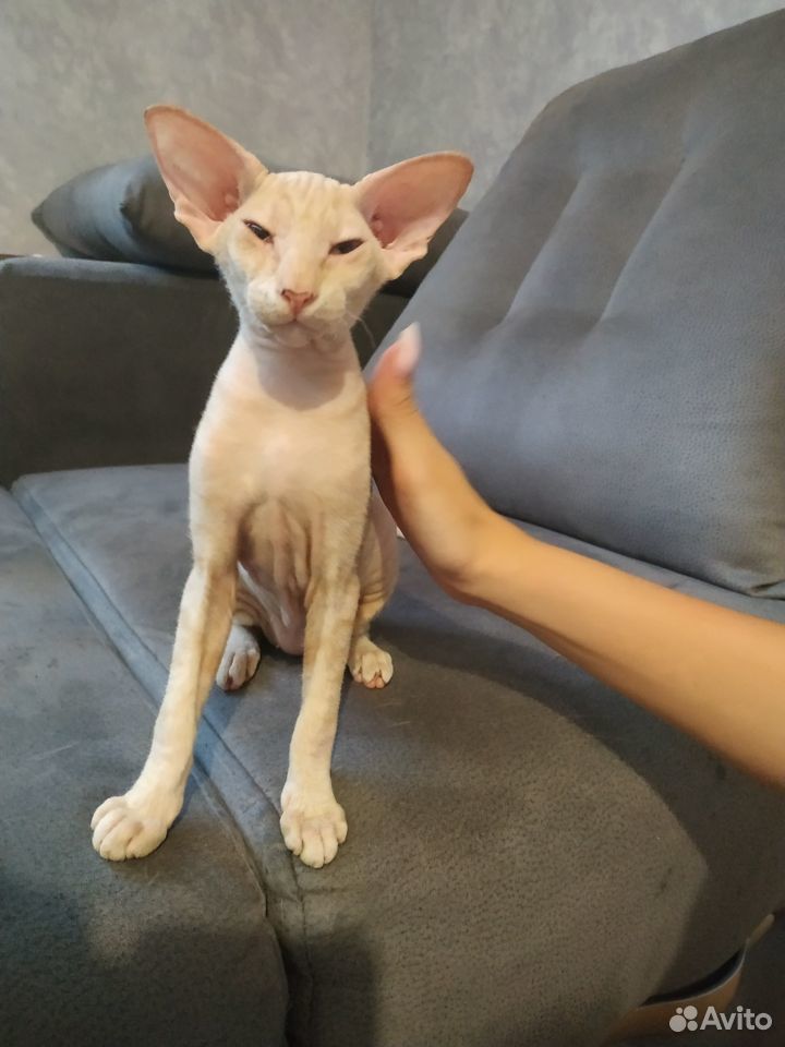 Петербургский сфинкс с документами