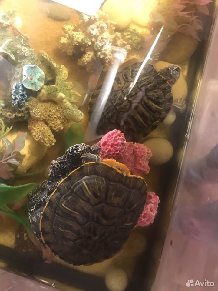 Красноухая черепаха