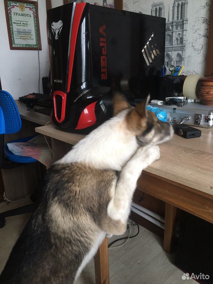 Ищет нового хозяина