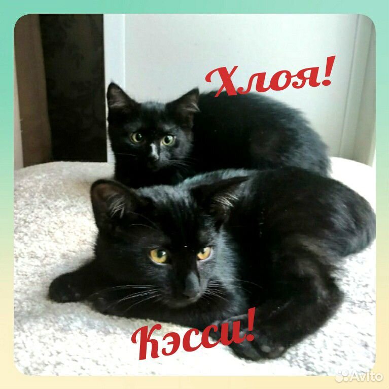 Котята Хлоя и Кэсси