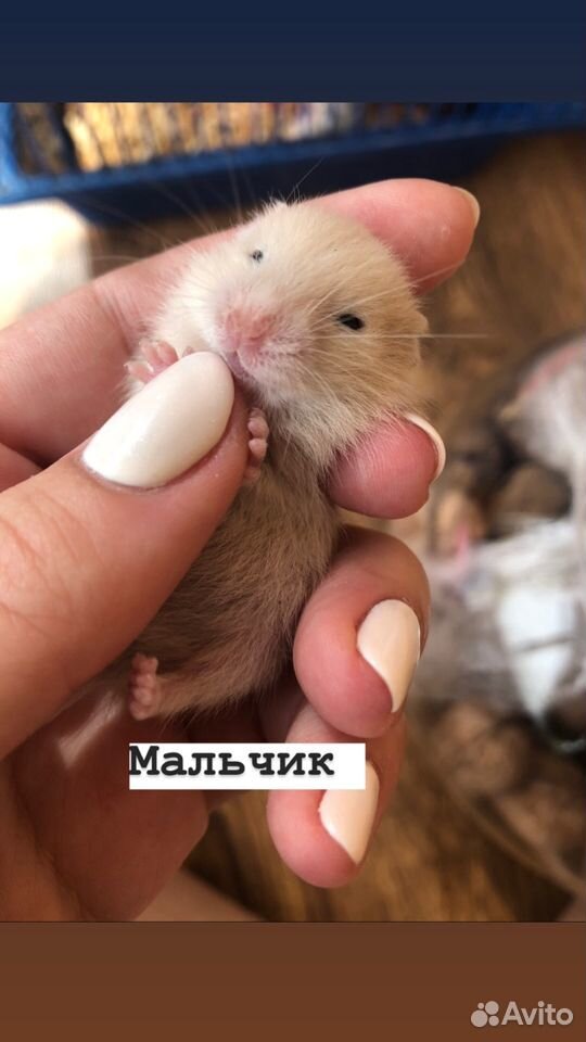 Сирийский хомяк