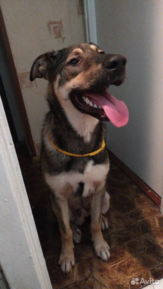 Щенок, 7 месяцев, в добрые руки