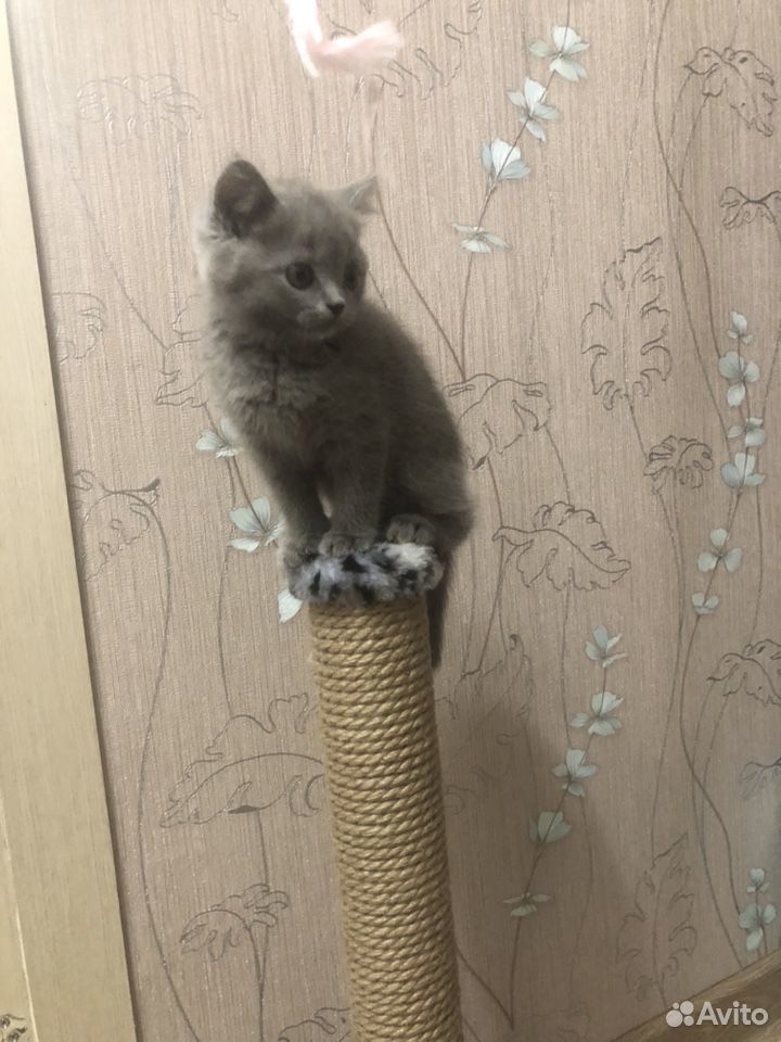 Британский котенок