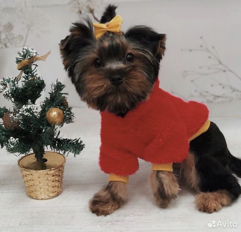 Щенок Йорк терьер