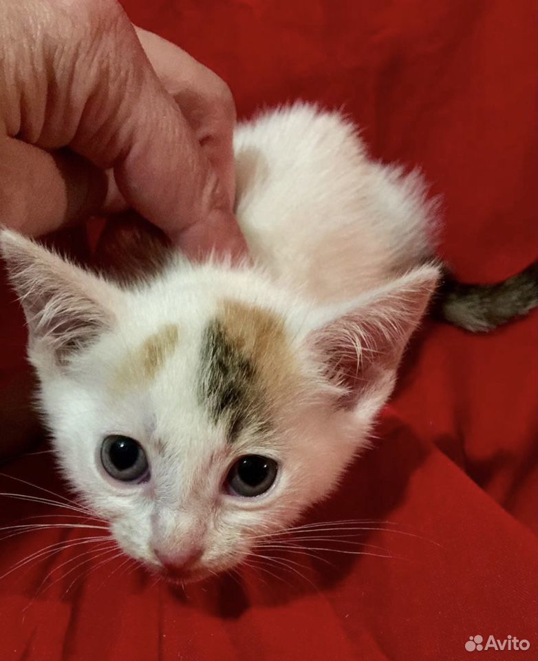 Крошка котёнок Лизонька 1,5 месяца в добрые руки