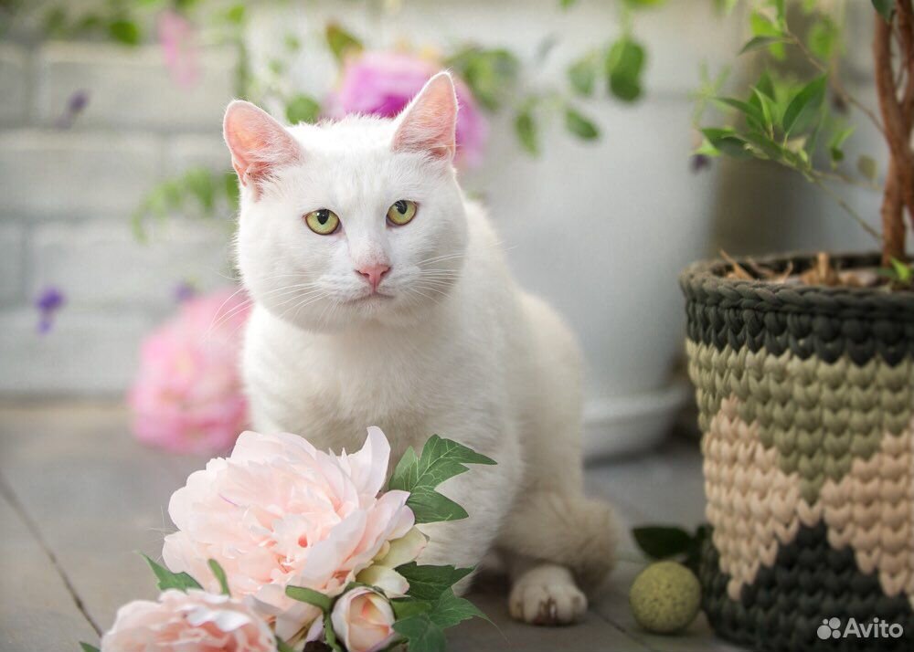 Кот Кокос ищет дом