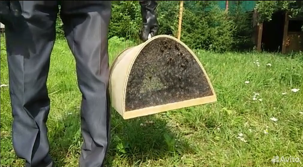 Продам рой пчел