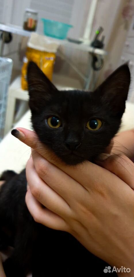 Бэтмен ищет дом